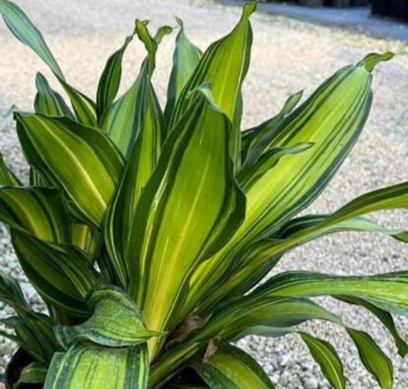 Dracaena Marley Plant - 3 Gallon - Tropical Indoor Houseplant - Dracae ...