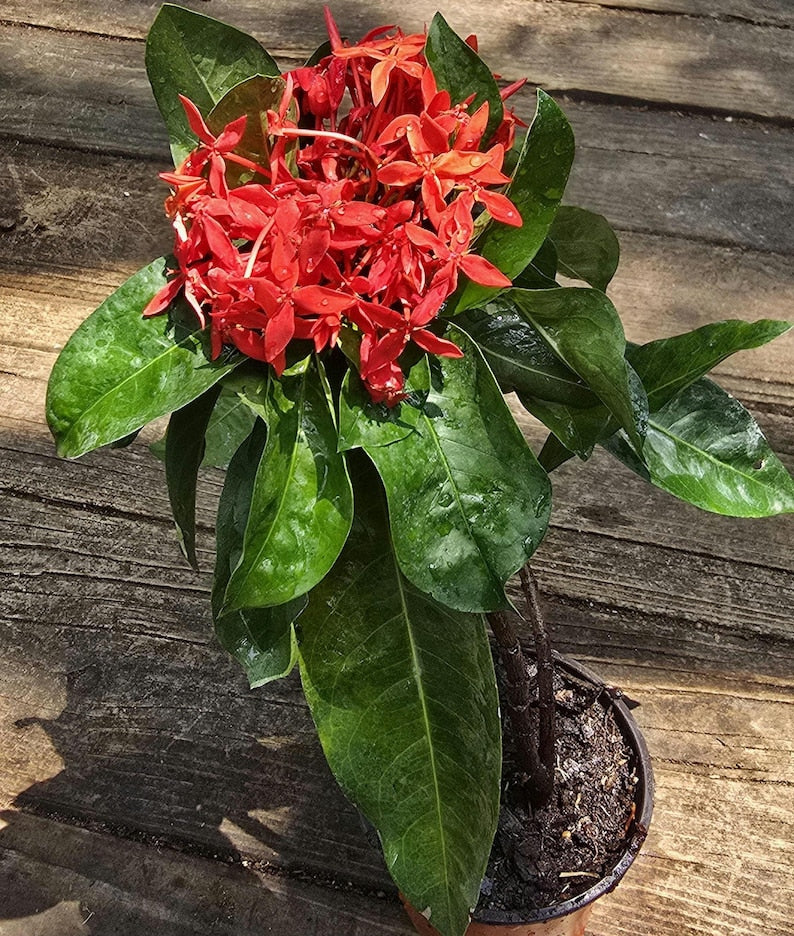 Jungle Flame Plant - Scarlet Ixora coccinea - Rare Jungle Geranium - 8 ...