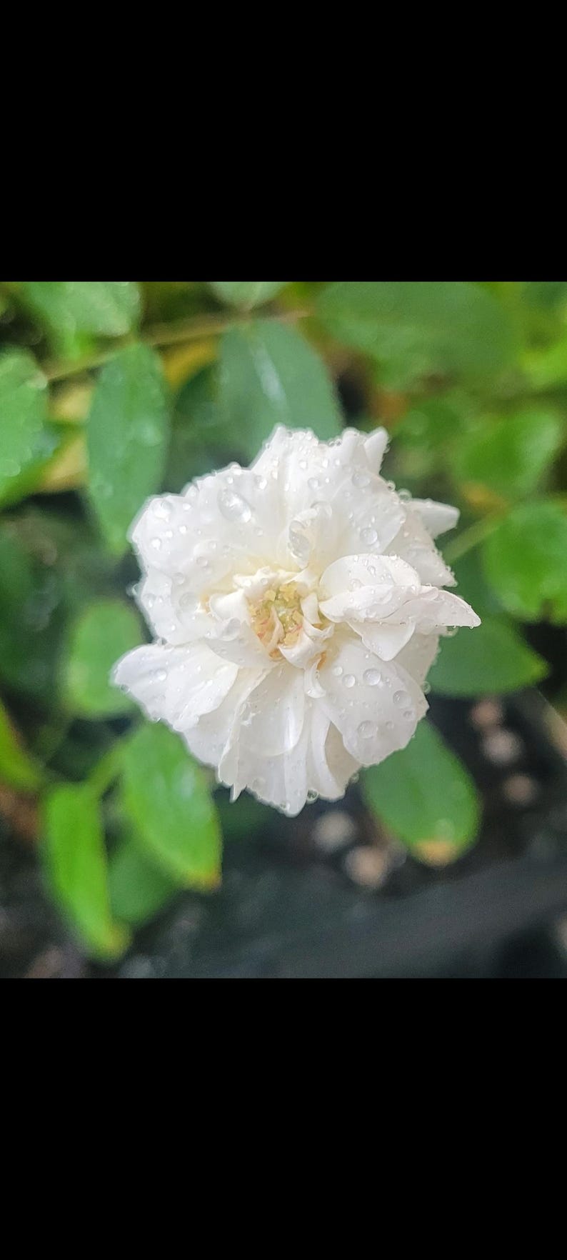 Climbing Rose Starter Plant - 3-6" White Dawn - Fragrant Re-bloomer ...