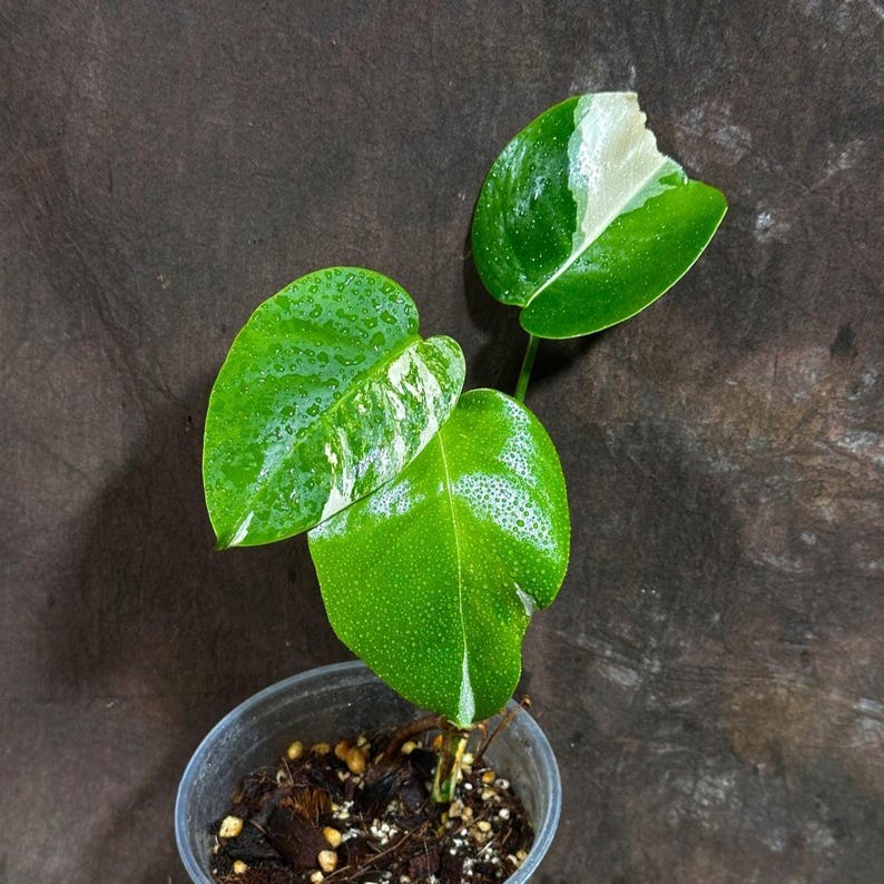 Variegated Monstera Albo Plant - Baby Leaf - Rare White Monstera Borsi ...