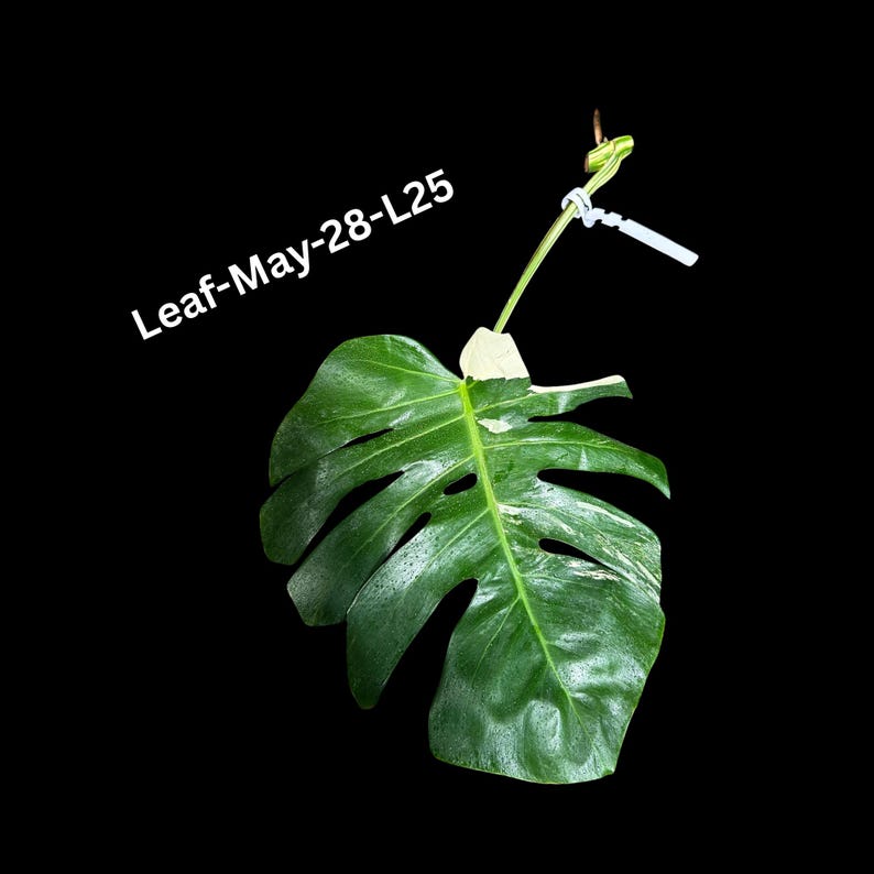 Variegated Monstera Cutting - White Monstera Albo - Rare Monstera Bors ...