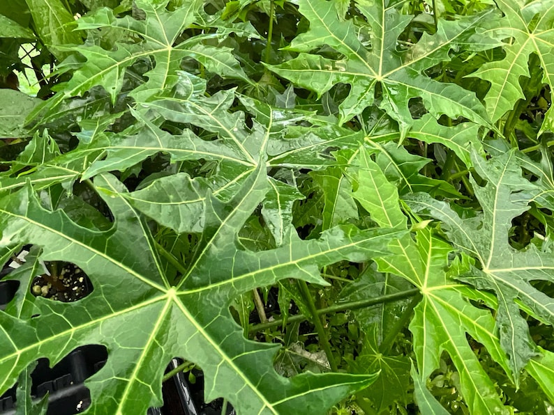 Cut-leaf Chaya Live Plant 2.5" Pot Cnidoscolus aconitifolius Perennial ...