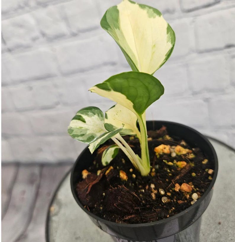 Manjula Pothos Plant - Variegated Green & Cream Leaves - Epipremnum au ...