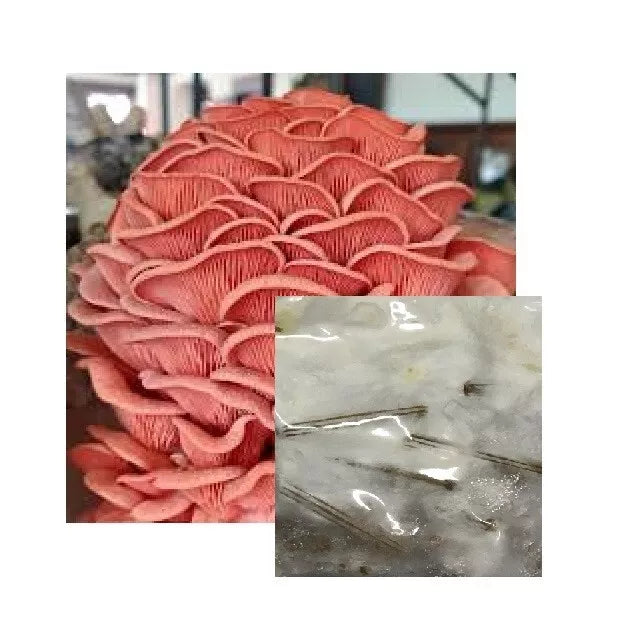 Mycelium Spawn Plugs 25pc - Pink Oyster Mushroom - Pleurotus djamor ...