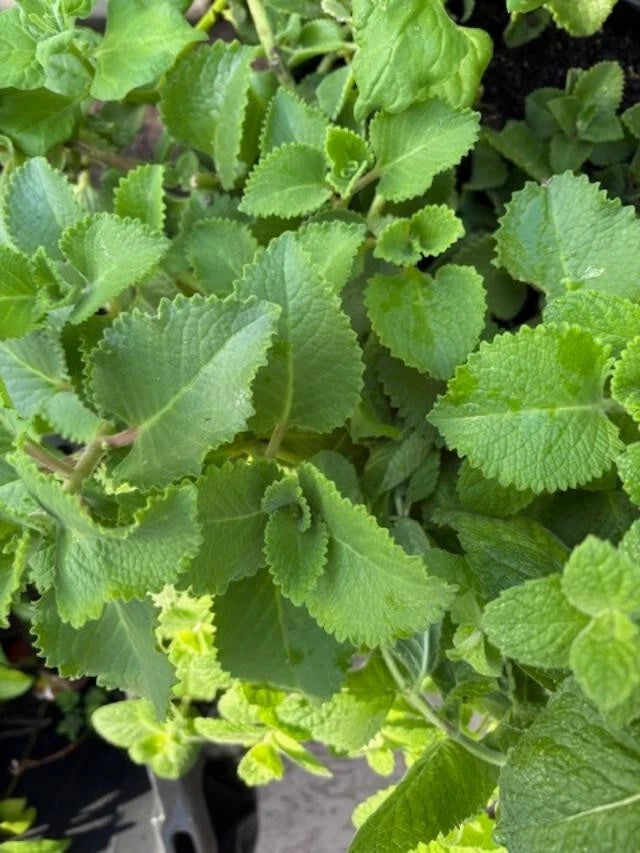 Cuban Oregano Plant + 3 Free Cuttings - Plectranthus Amboinicus ...