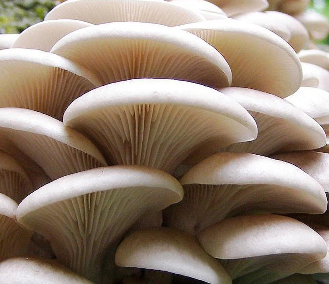 Tarragon Oyster Mushroom Liquid Culture Syringe 10-12ml (Pleurotus ...