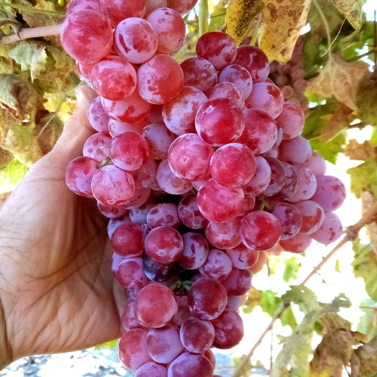 Globe Red Seedless Grape Vine Cuttings - 4 Thin Unrooted Propagation ...
