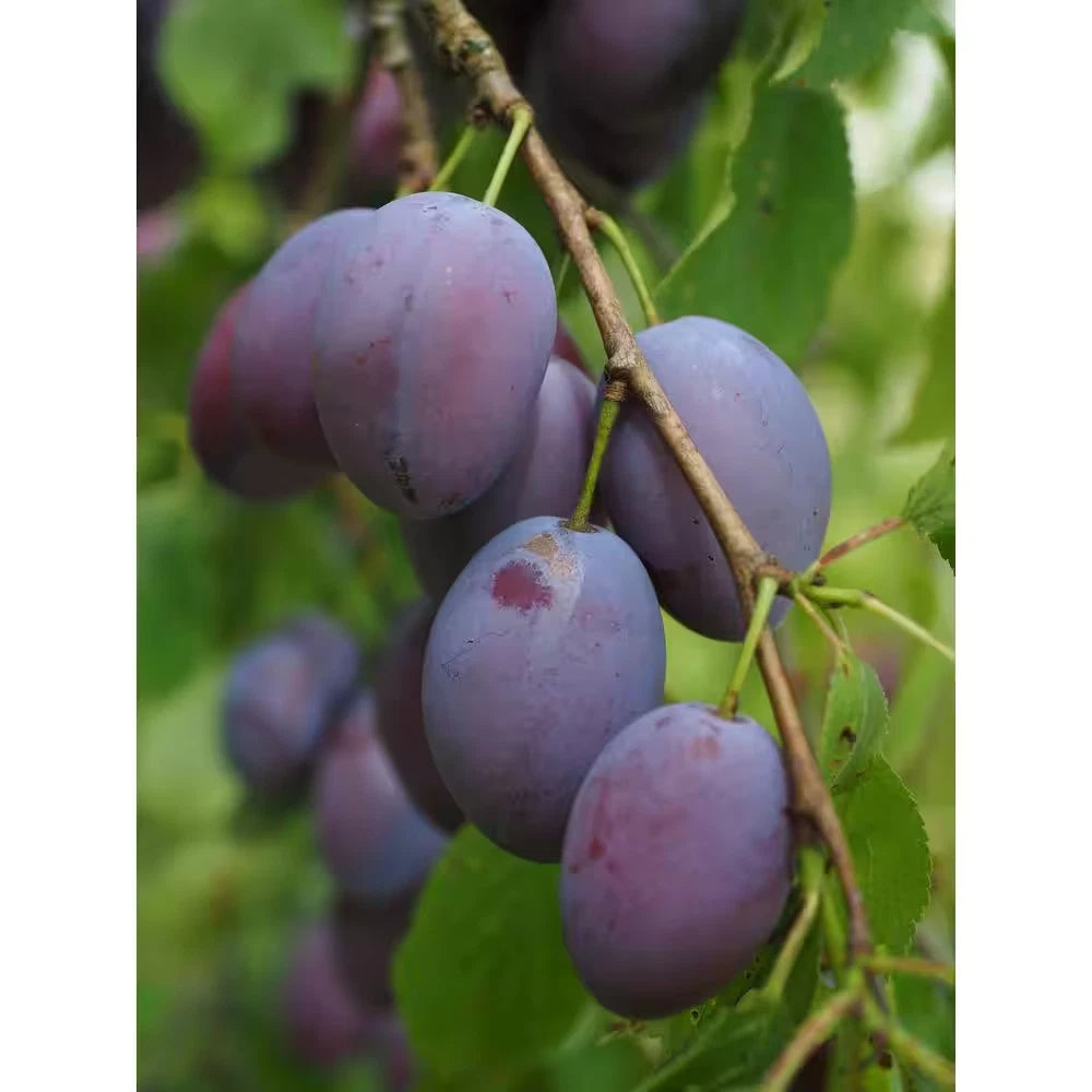 Dwarf Italian Plum Tree Bare Root - Dark Purple Fruit - Everbearing ...
