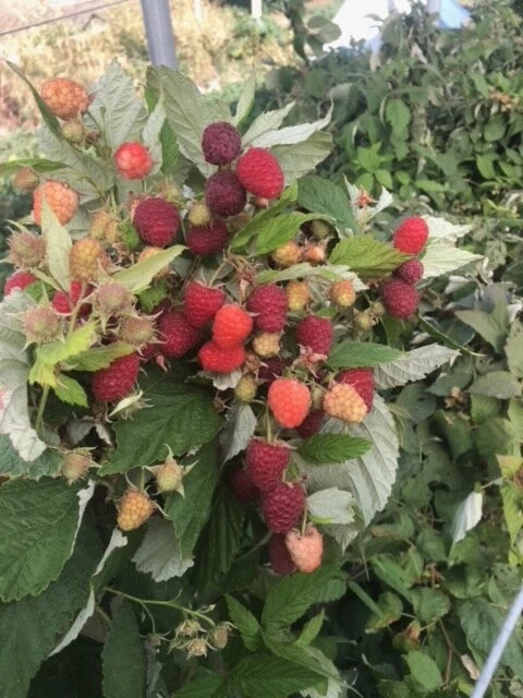 Live Bare Root Canes - Caroline Raspberry - Organic Everbearing - Rubus ...