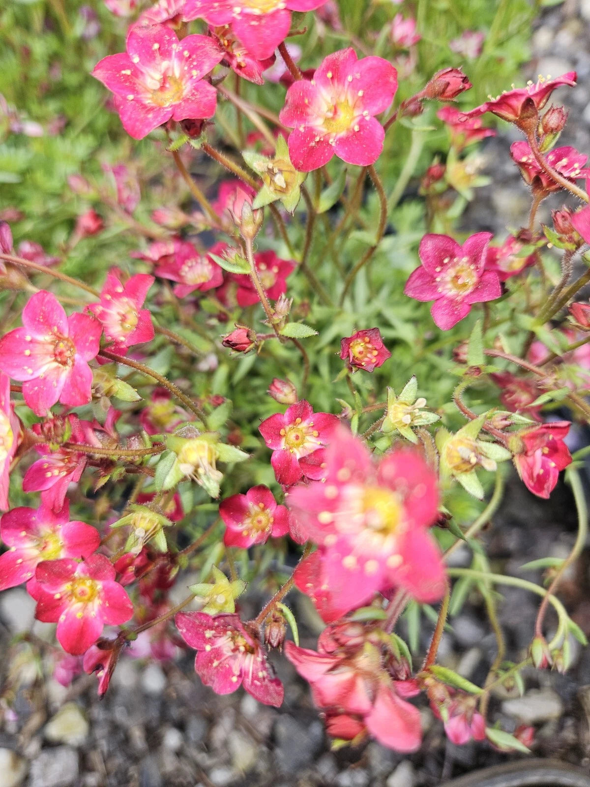 Saxifraga Touran Deep Red Bare Root Perennial Plant - Vibrant Red ...