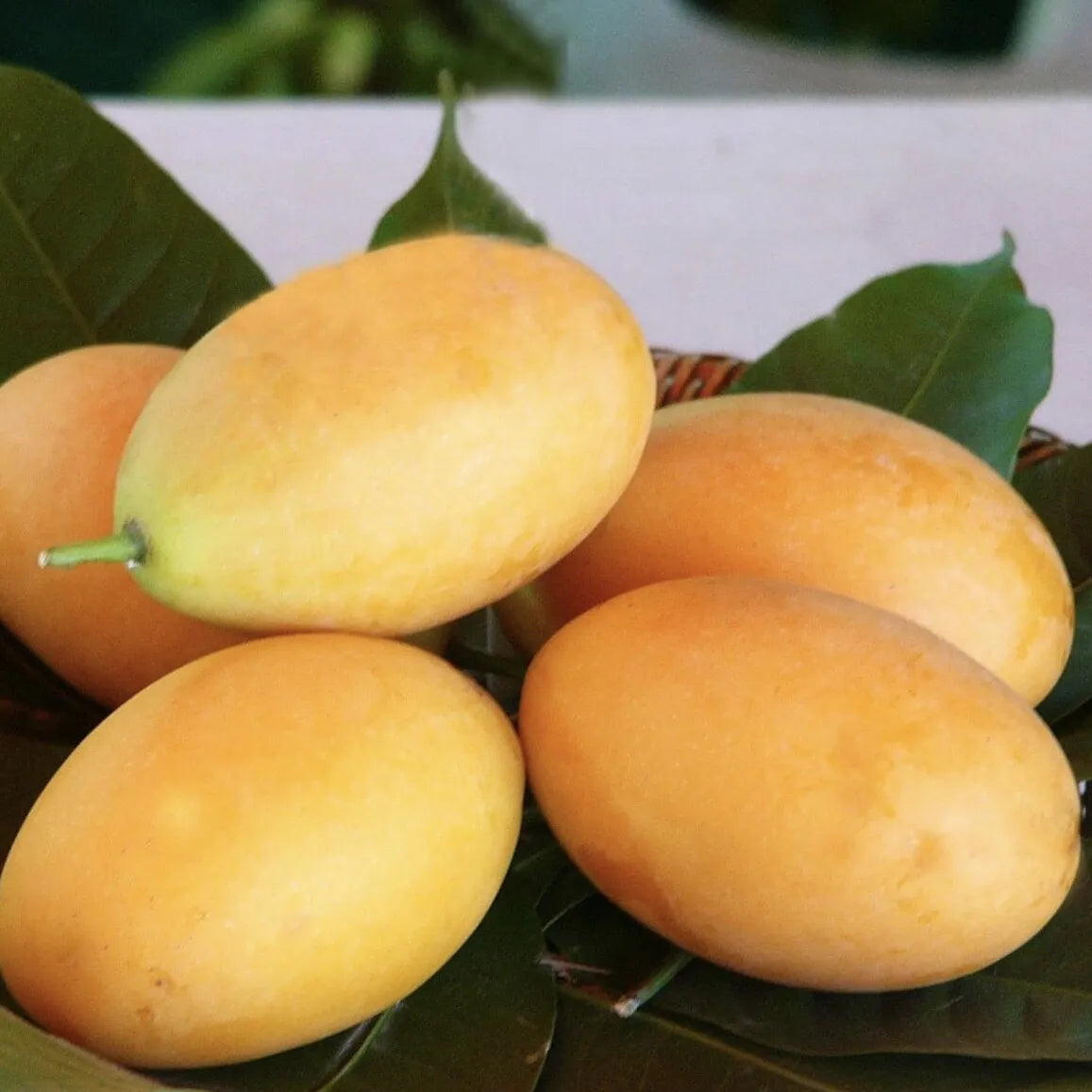 GRAFTED MANGO MAPRANG LIVE FRUIT TREE 3’-4’ feet tall – Sejahtera Seeds ...