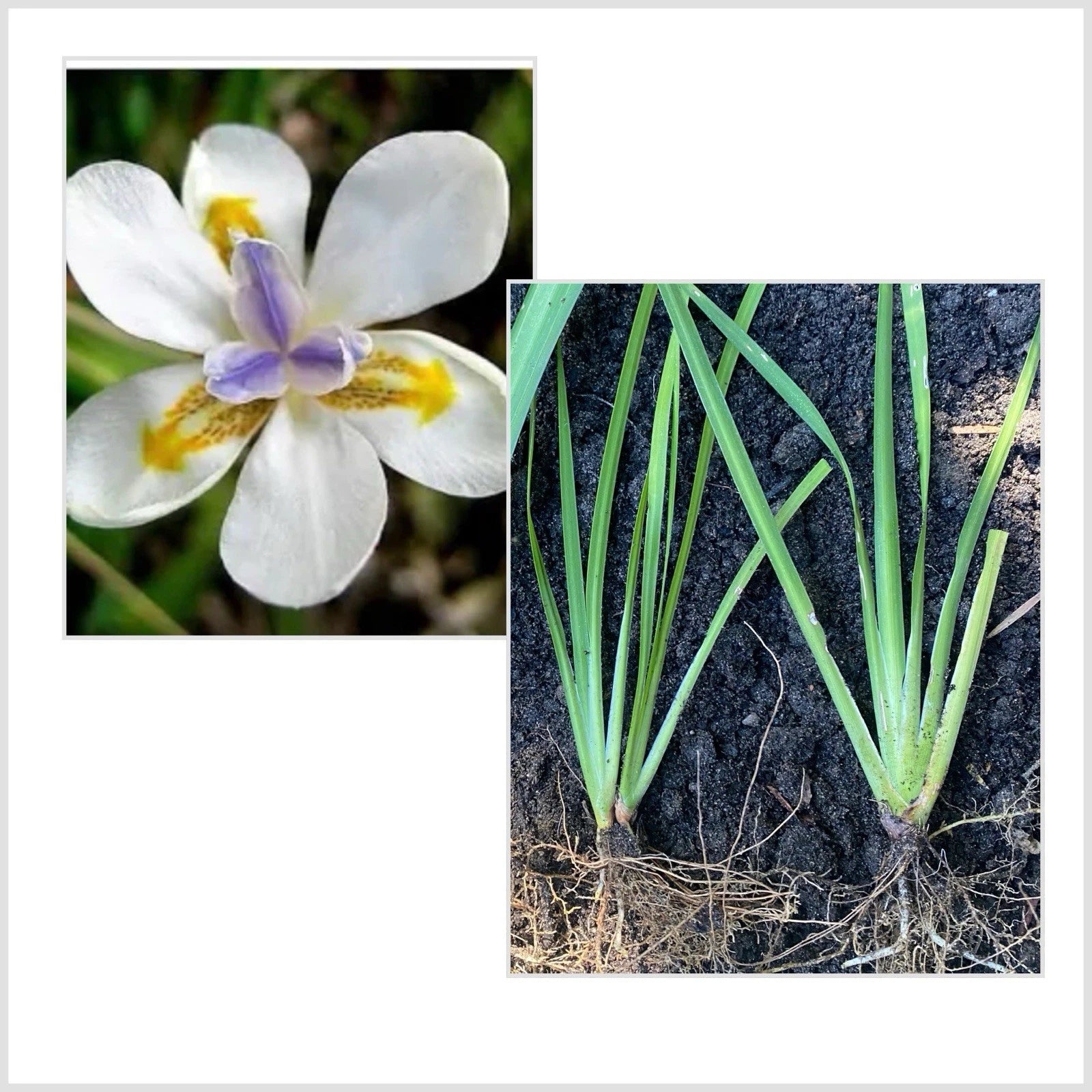 Rooted Fortnight Lily Plants - 2 Well-Rooted African Iris - Hardy ...