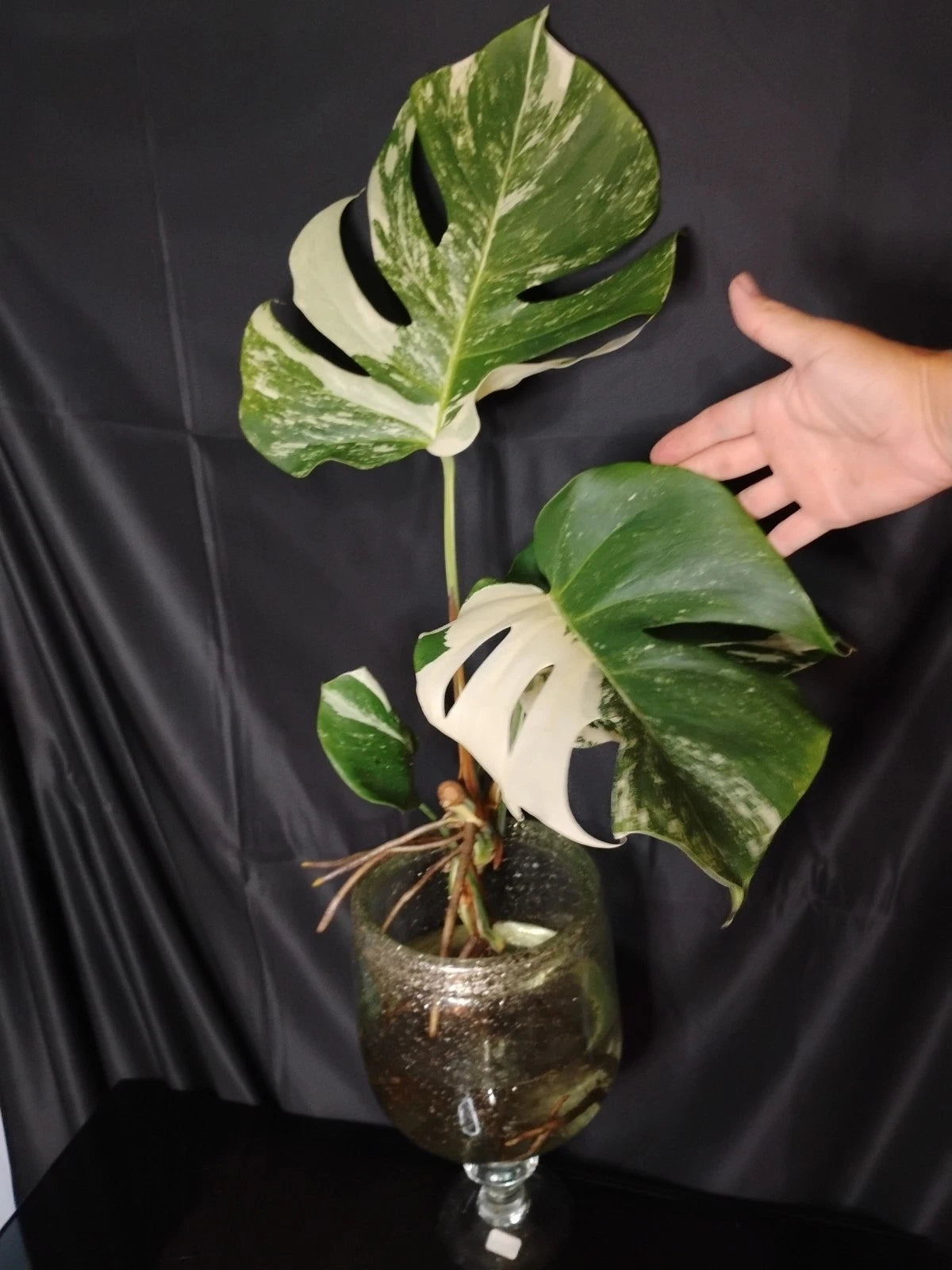 Large Monstera Albo Borsigiana Cutting - Fresh Variegated Stem ...
