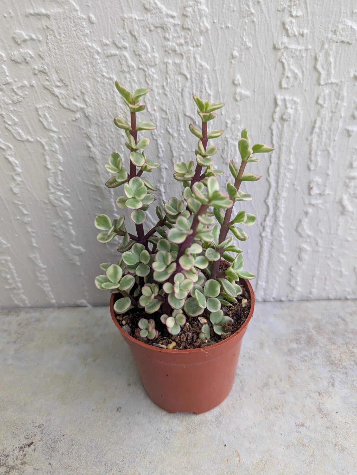 Variegated Jade Elephant Bush Succulent in 3" Pot - Crassula Falcata ...