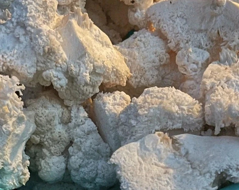 Lion's Mane Mushroom Grow Kit | Indoor Cultivation | Hericium erinaceus ...