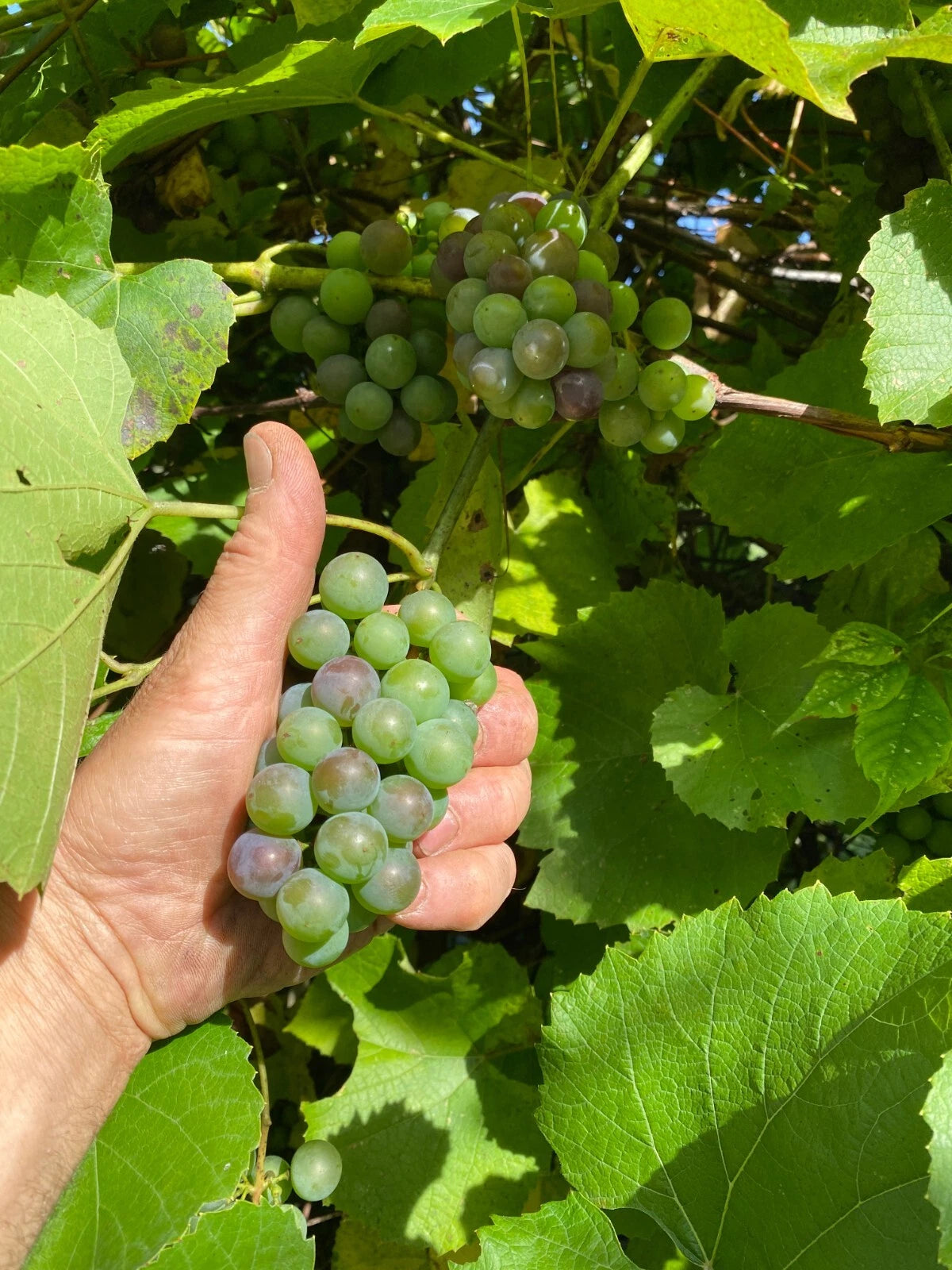 5 Grape Cuttings - Cold Hardy Perennial Fruit Clones - Perfect for Zone ...