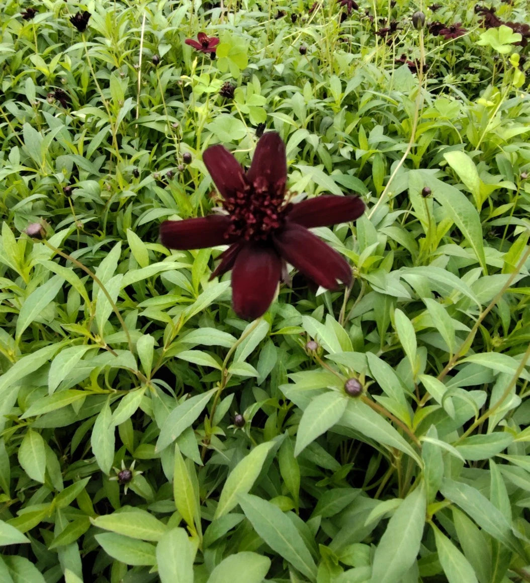 Chocolate Cosmo Plant Plug - Rooted Perennial - Rich Brown Flowers ...