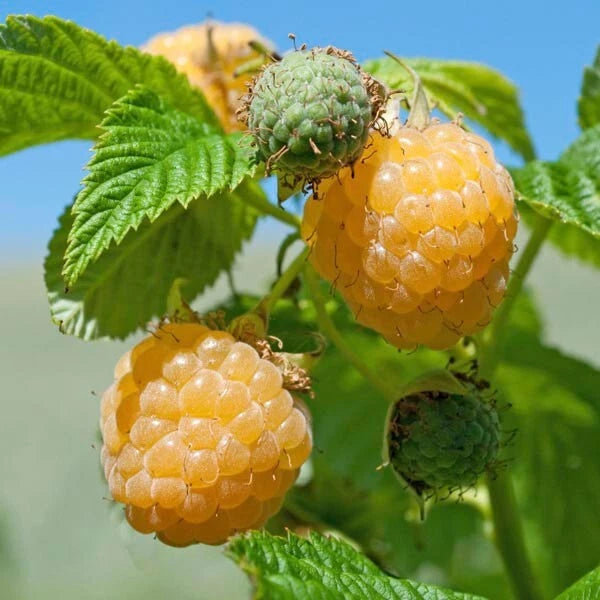 Fall Gold Raspberry Plant - Rooted, Gold Medium Berries, Self ...