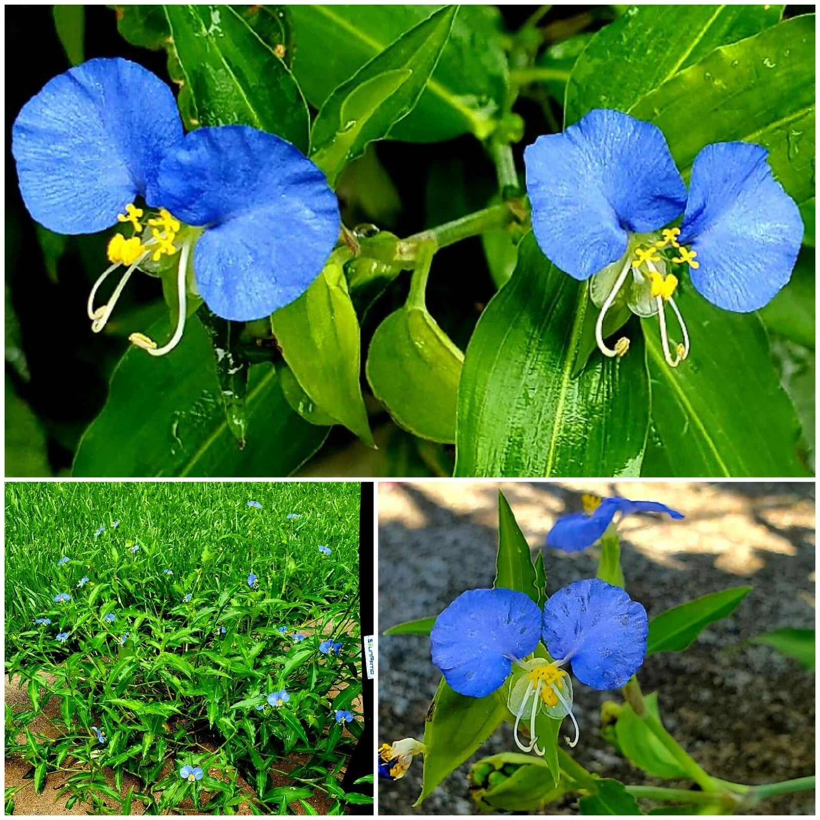 Spiderwort Day Lily Cuttings - 10 Fresh Rooted/Unrooted Cuttings ...