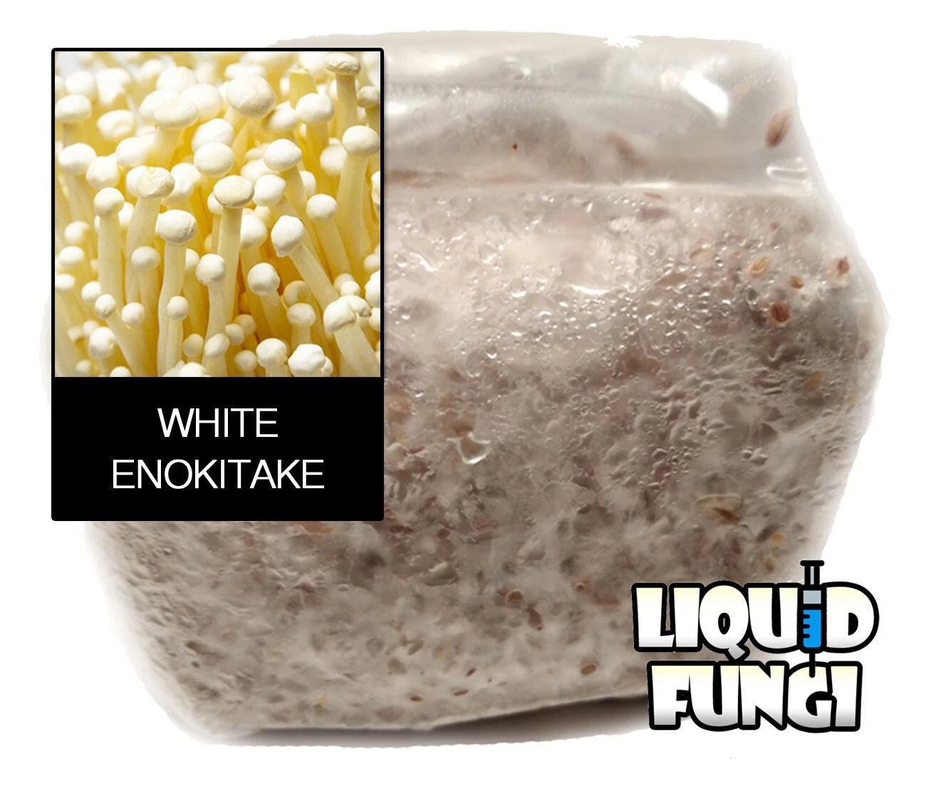 Enokitake Mushroom Grain Spawn 1 lb - 100% Organic Rye Berries ...