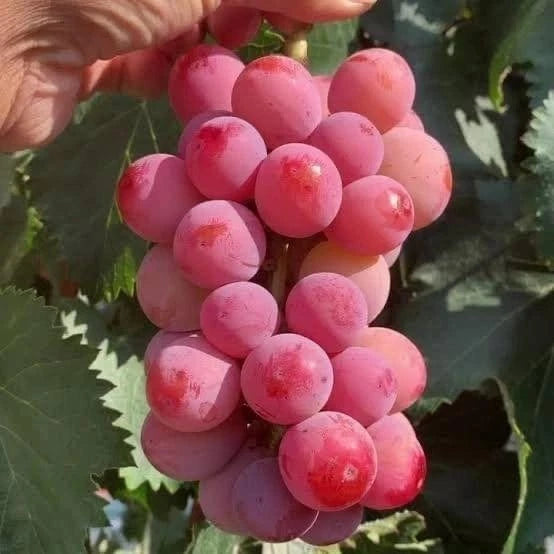 Queen Nina Grape Live Plant - Rooted Purple Grapes - Vitis vinifera ...