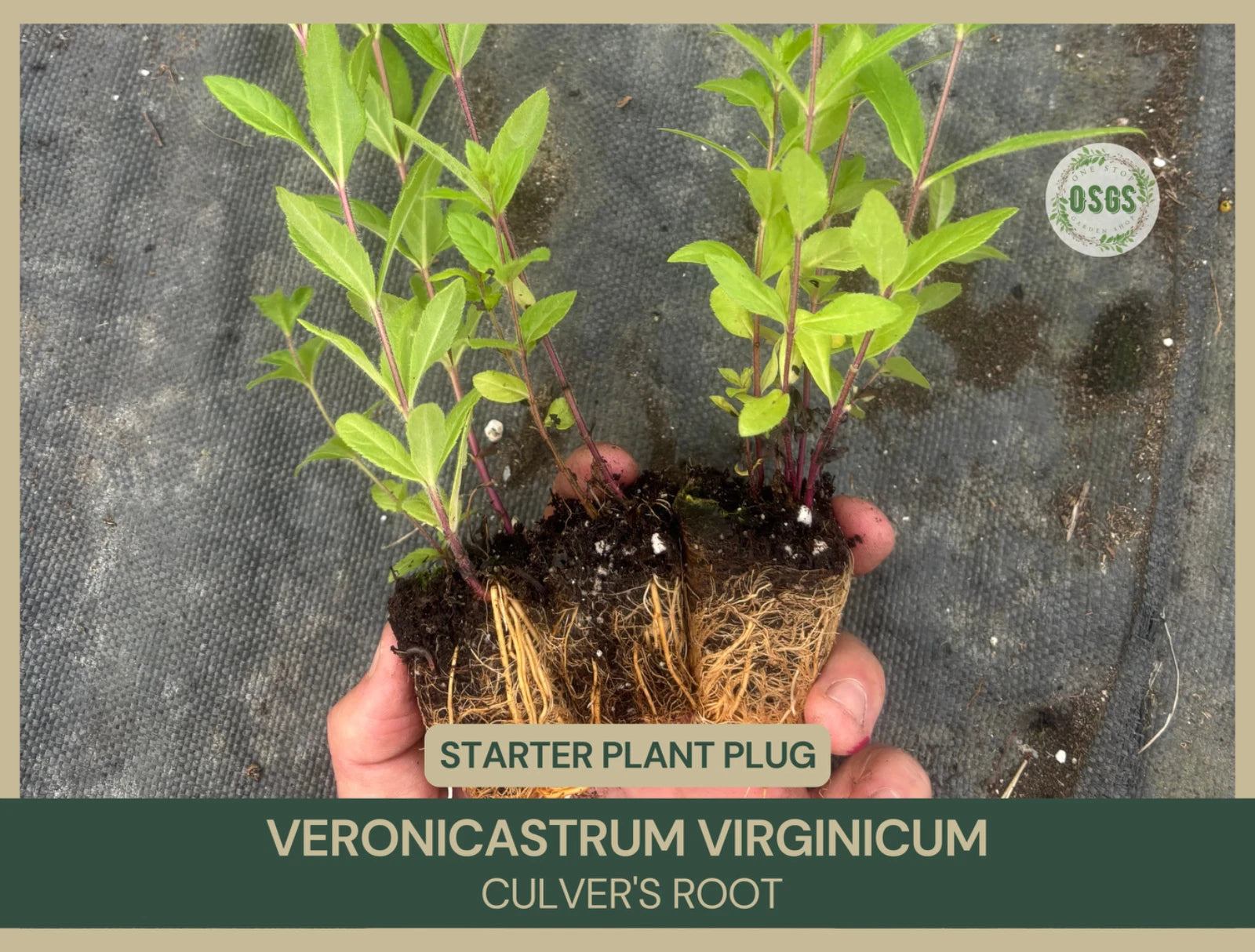 Culver's Root Starter Plant Plug Set of 2 | Veronicastrum virginicum ...
