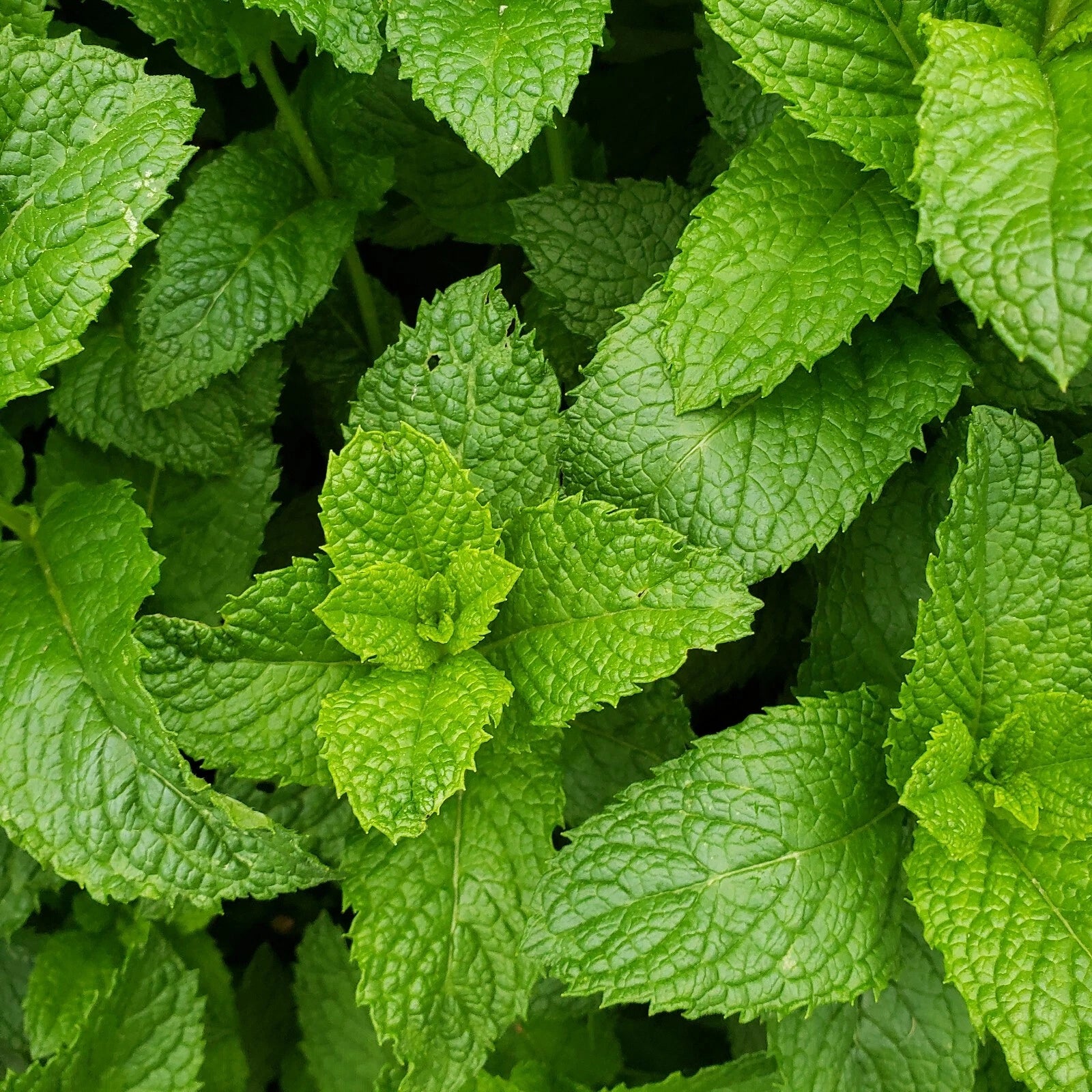 Live Peppermint Plants - 3 Bare Root Edible Aromatic Herbs (Mentha × ...