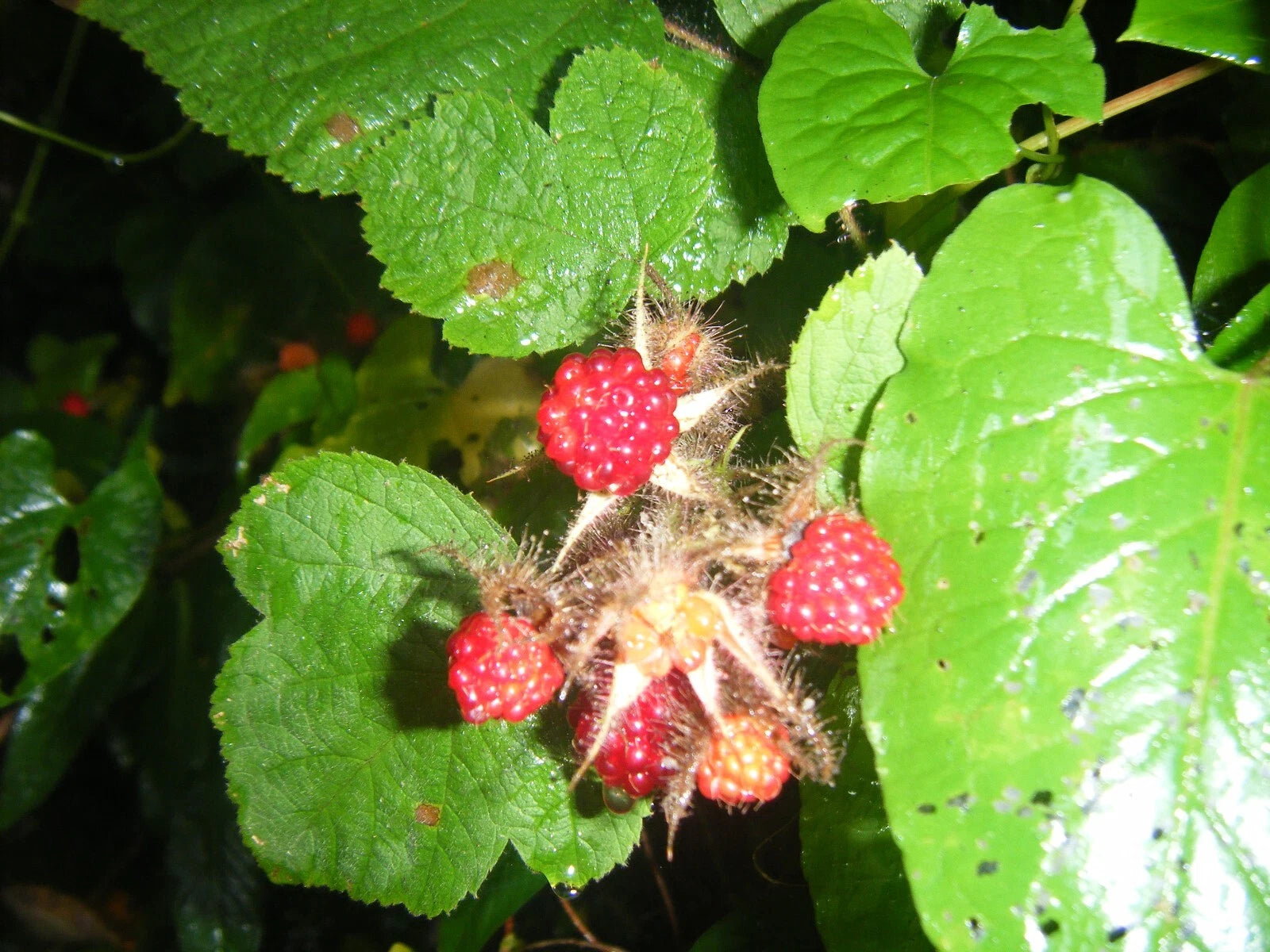 Japanese Raspberry Plants - 3 Bare Root Live Plants with 5 Inch Growth ...