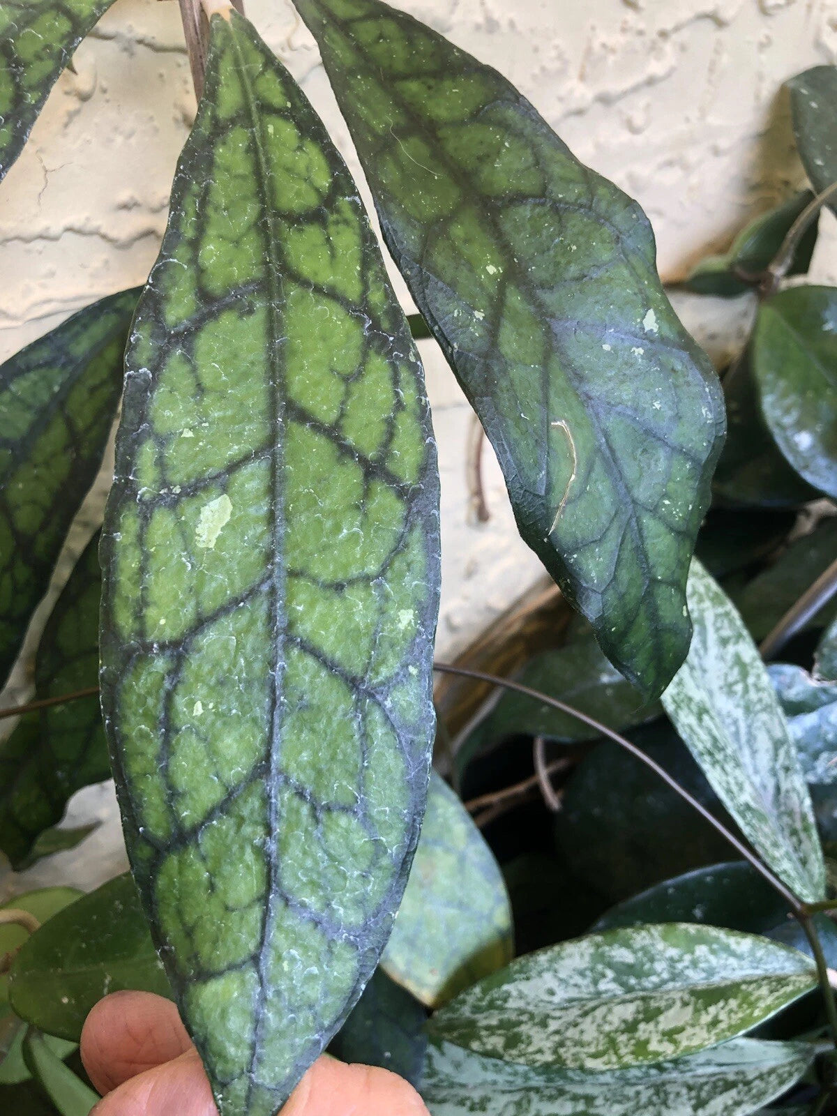 Hoya Black Cat Rooted Plant - Long Leaves with Black Veining - Hoya spp ...