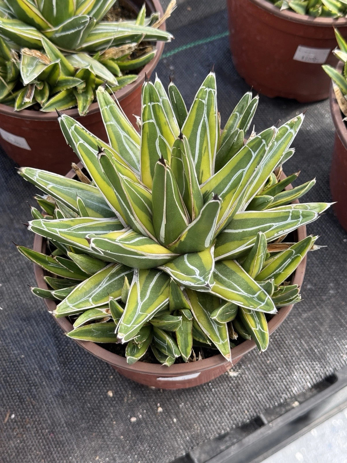 Rare Agave Plant Cluster, Golden Princess Variety, Agave victoriae ...