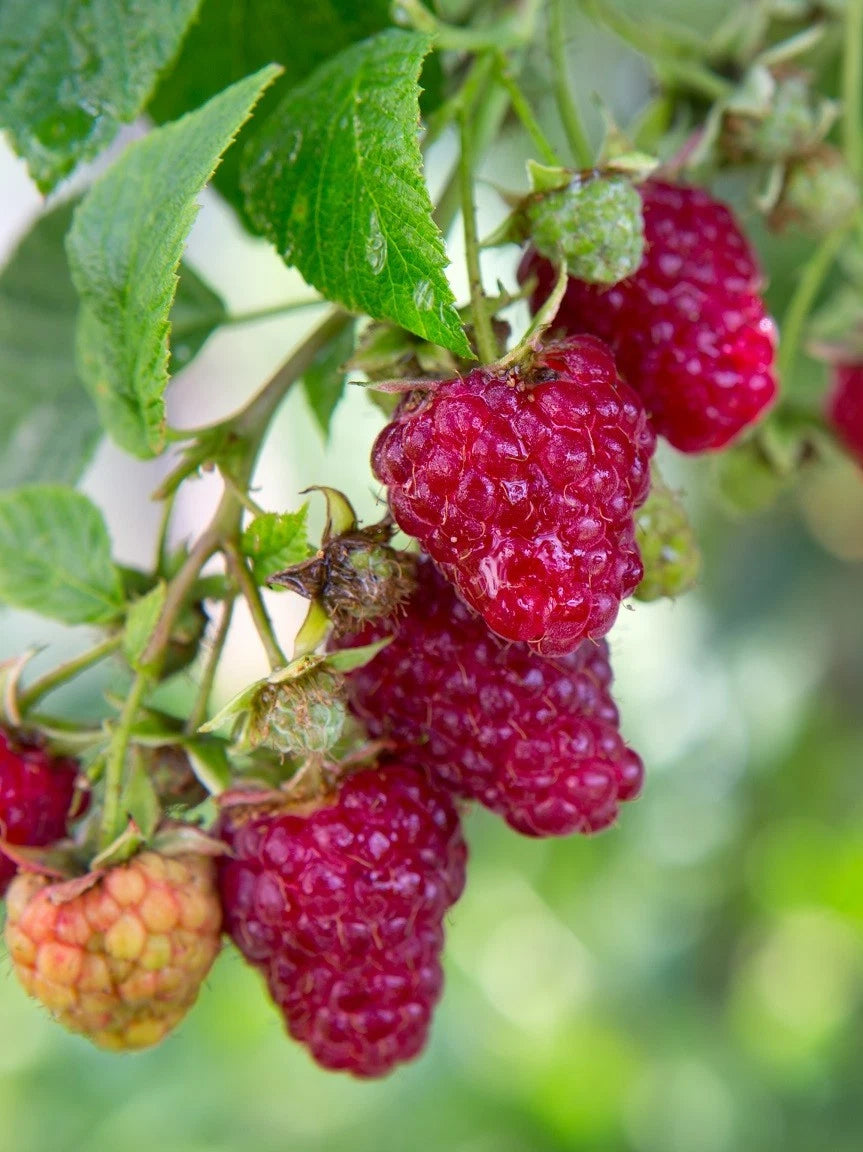 Jaclyn Everbearing Raspberry Plant - Live Starter Plant, Self ...
