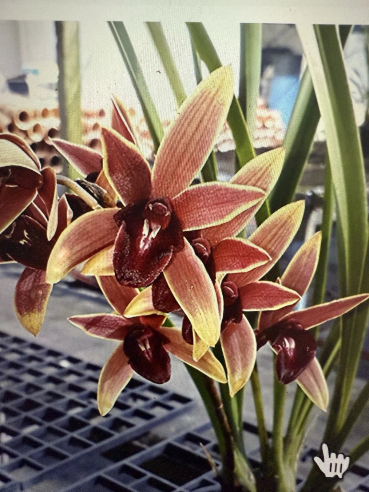 Orchid Plant, Bare Root, Cymbidium Aussie Dreamtime, Cymbidium spp ...