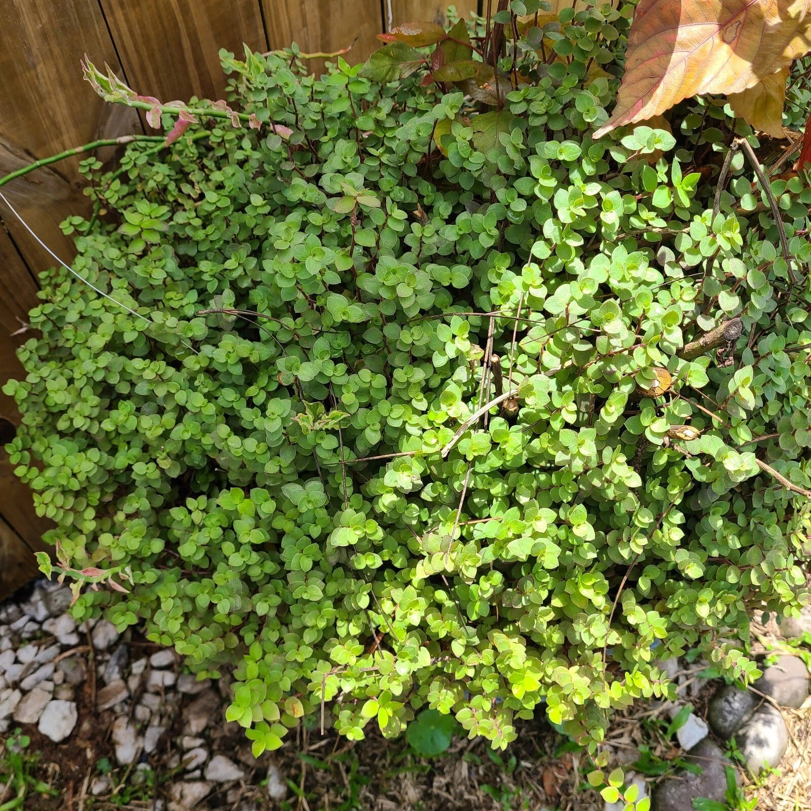 Dwarf Bolivian Calisia Repens Rooted Cuttings - 40 Bare Root Plants ...