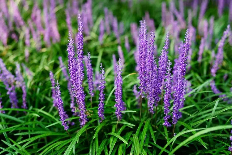 Liriope Monkey Grass Plants - 25 Bare Root Rhizomes - Creeping Lilyturf ...