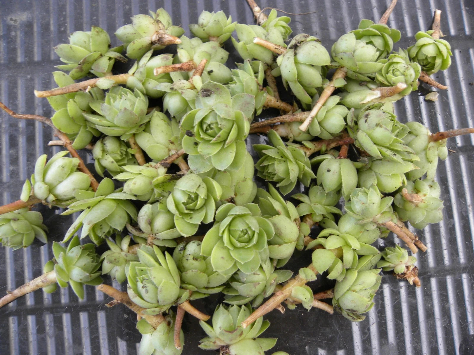 Lot of 50 Succulent Chicks - Hens & Chickens Perennial Plants - Bare ...