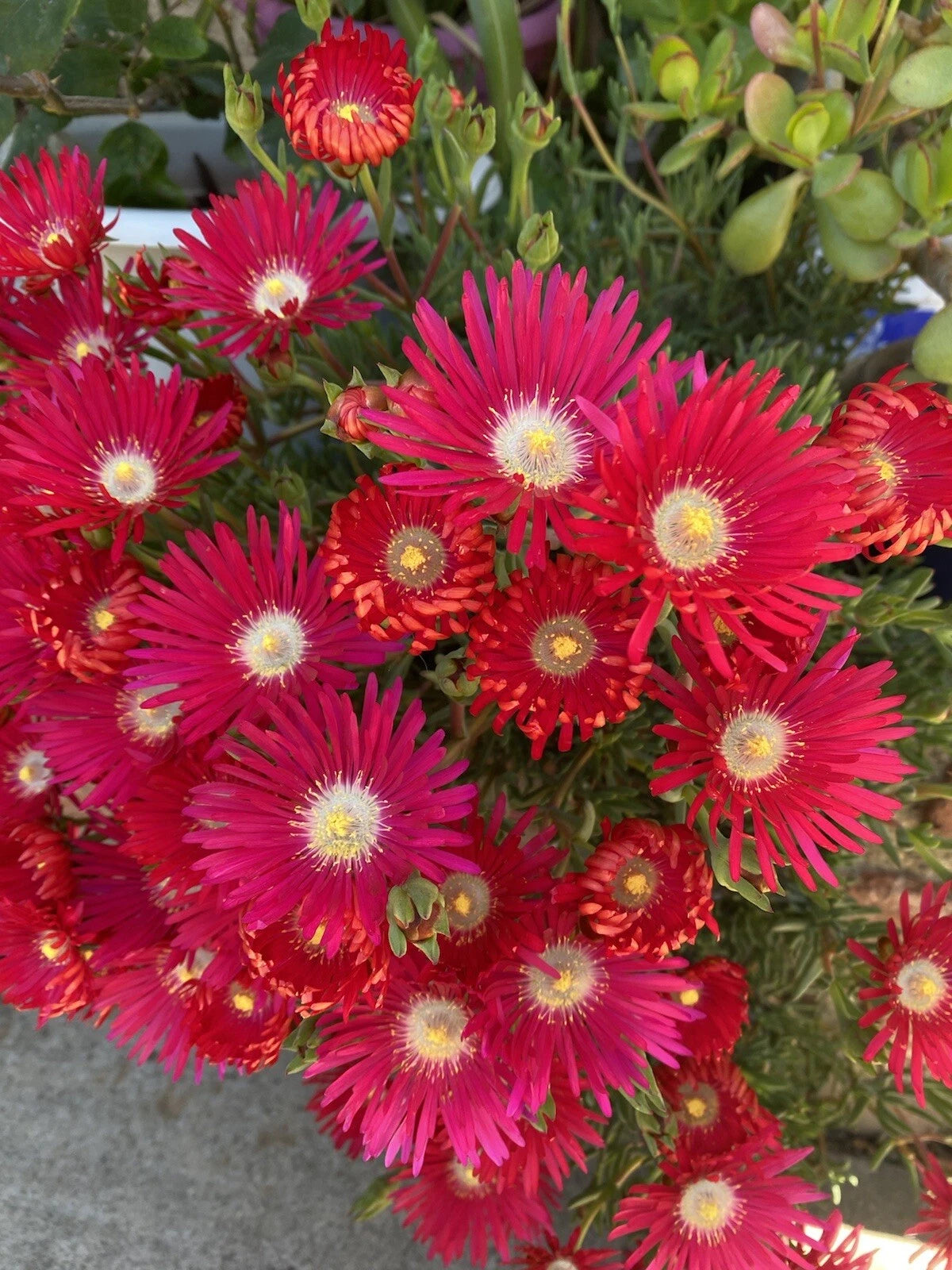 Succulent Cuttings 12-Pack Jewel Of Desert Ruby Ice Plant Delosperma ...