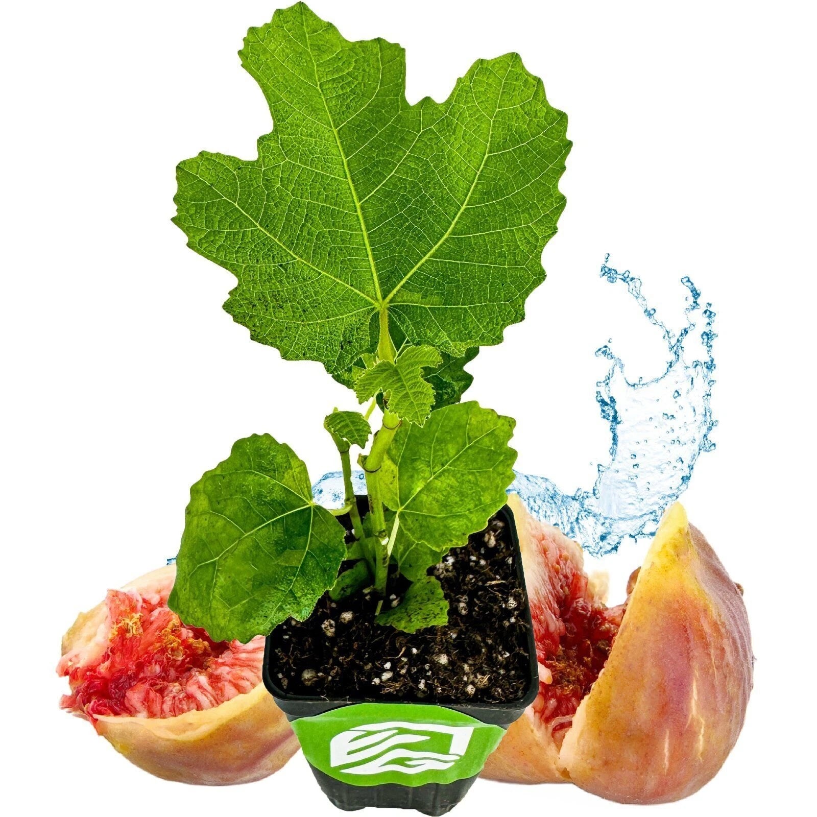 LSU Gold Fig Tree Live Plant - Ficus carica - Self-Fertile, Large ...