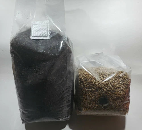 Mushroom Grain Spawn Bag Kit 2LB Grain 4LB Super Substrate Cococoir ...