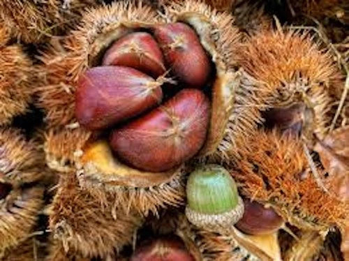 Dunstan Chestnut Tree 12-24" Tall Hybrid Bare Root - Blight-Resistant ...