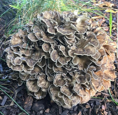 Organic Maitake Mushroom Dowel Spawn - 100 Pack for Log Cultivation ...