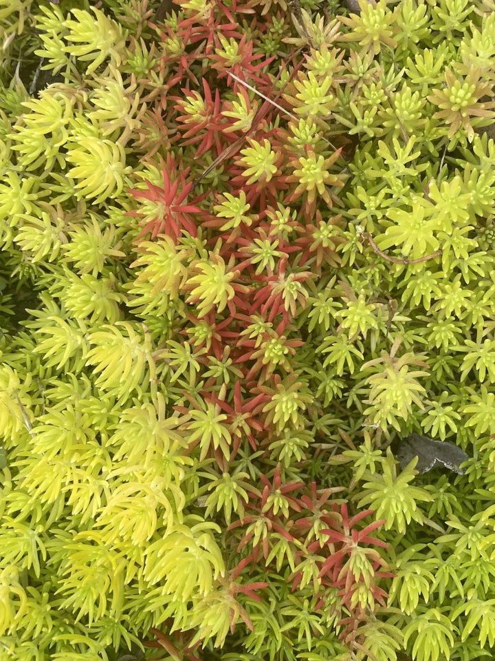 Sedum Angelina Succulent Cuttings - 9 Bareroot Cuttings, Colorful ...