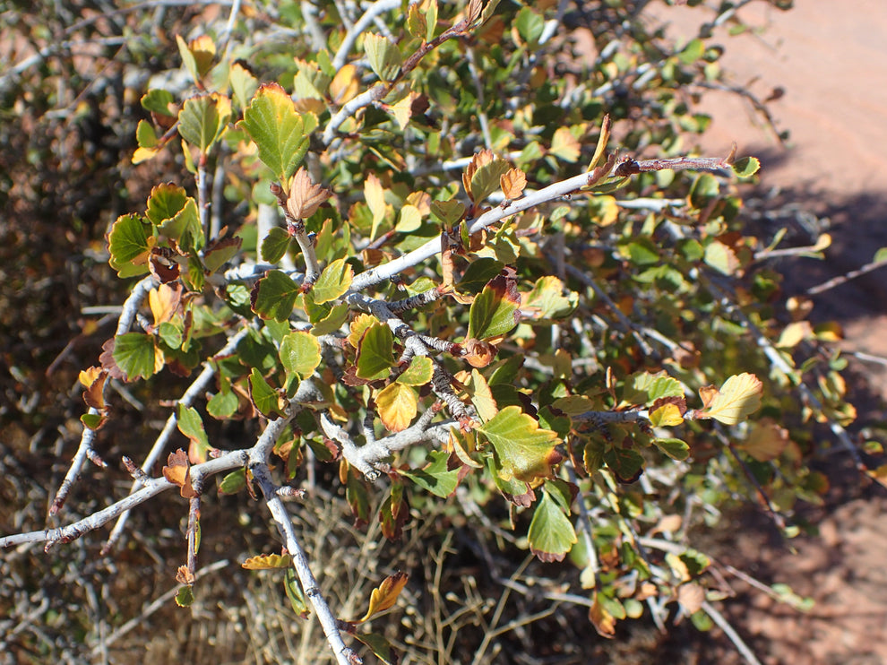 Alderleaf Mountain Mahogany Mahogany (Cercocarpus montanus) – Sejahtera ...