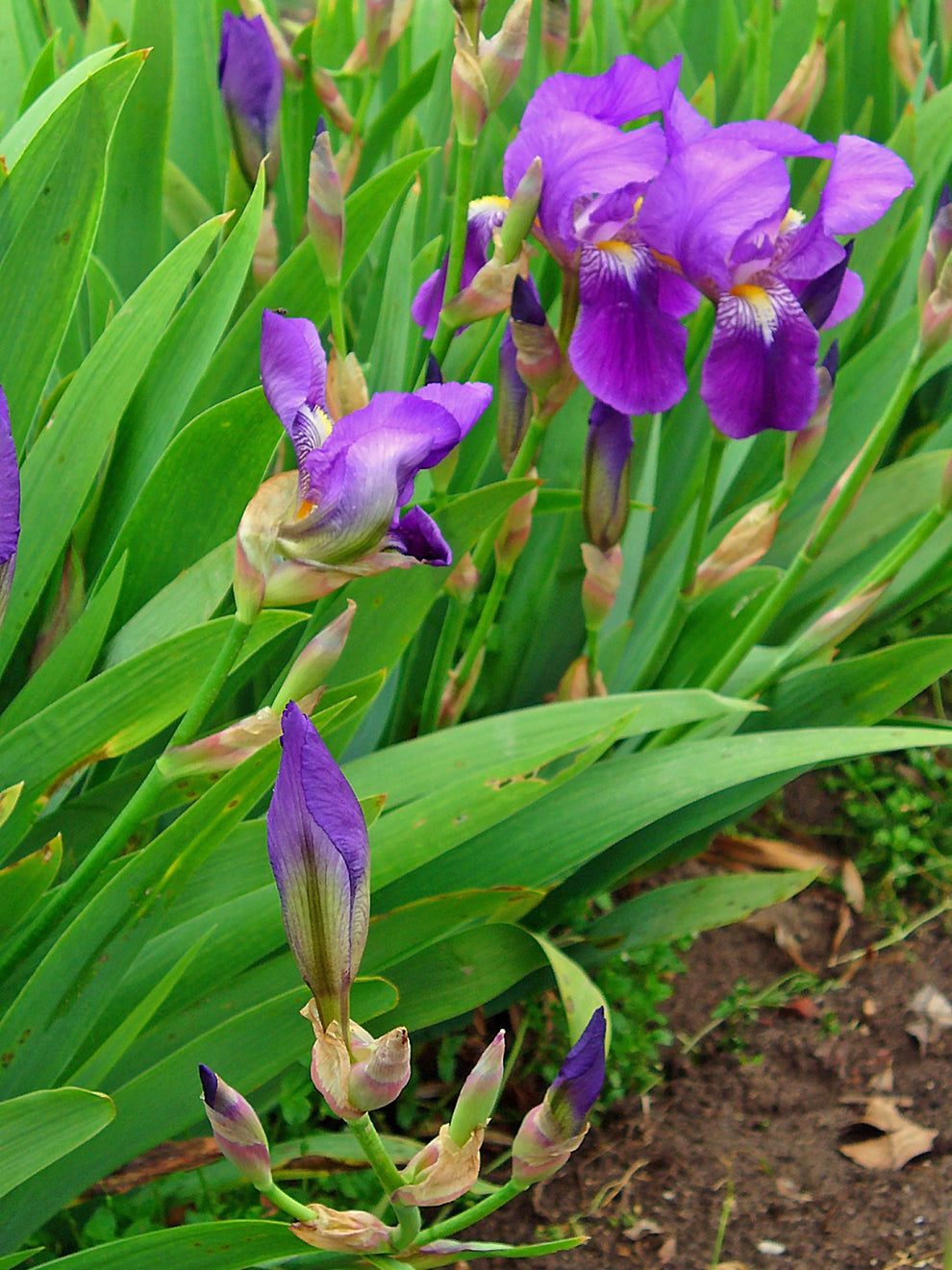 Bearded German Iris (Iris germanica) – Sejahtera Seeds and Bulbs