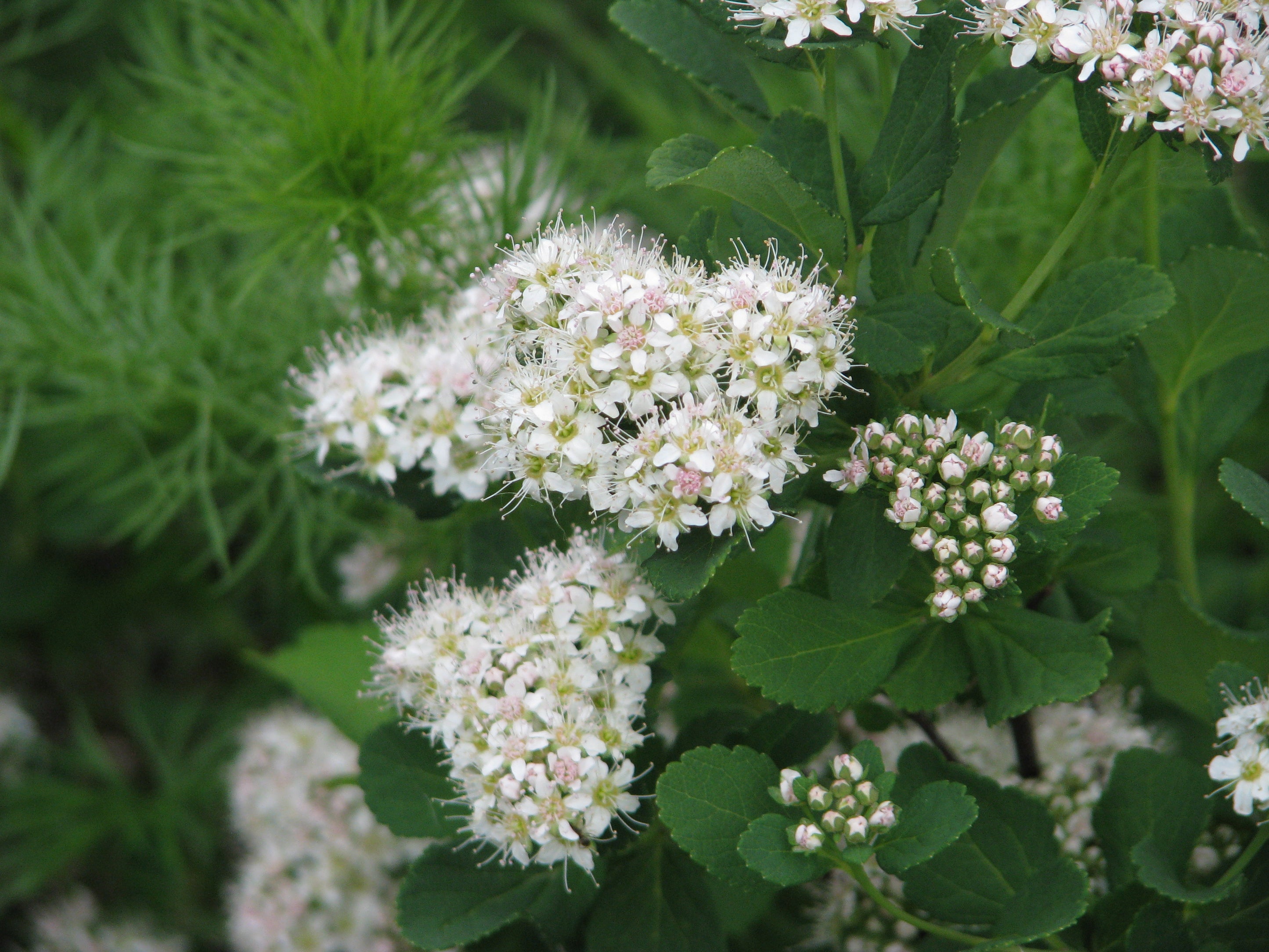 White Spirea (Spiraea betulifolia) – Sejahtera Seeds and Bulbs