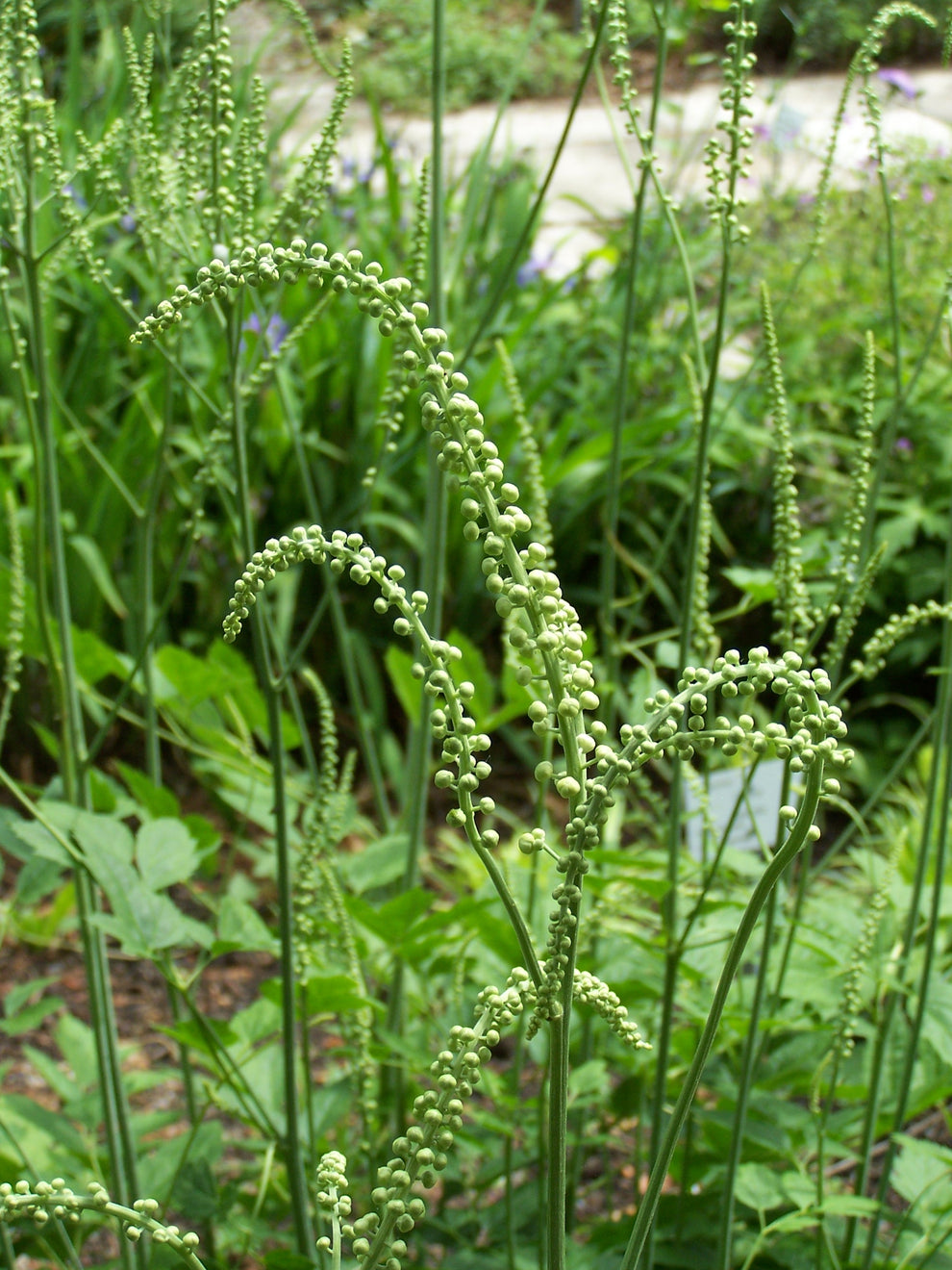 Black Snake Root Foetid Bugbane (Actaea cimicifuga) – Sejahtera Seeds ...
