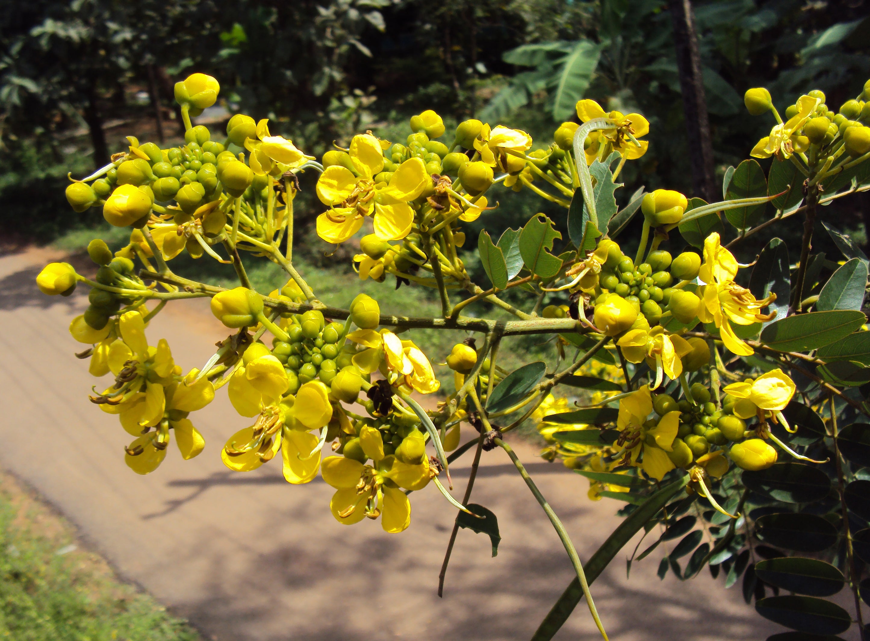 Kassod Tree Siamese Cassia (Senna siamea) – Sejahtera Seeds and Bulbs