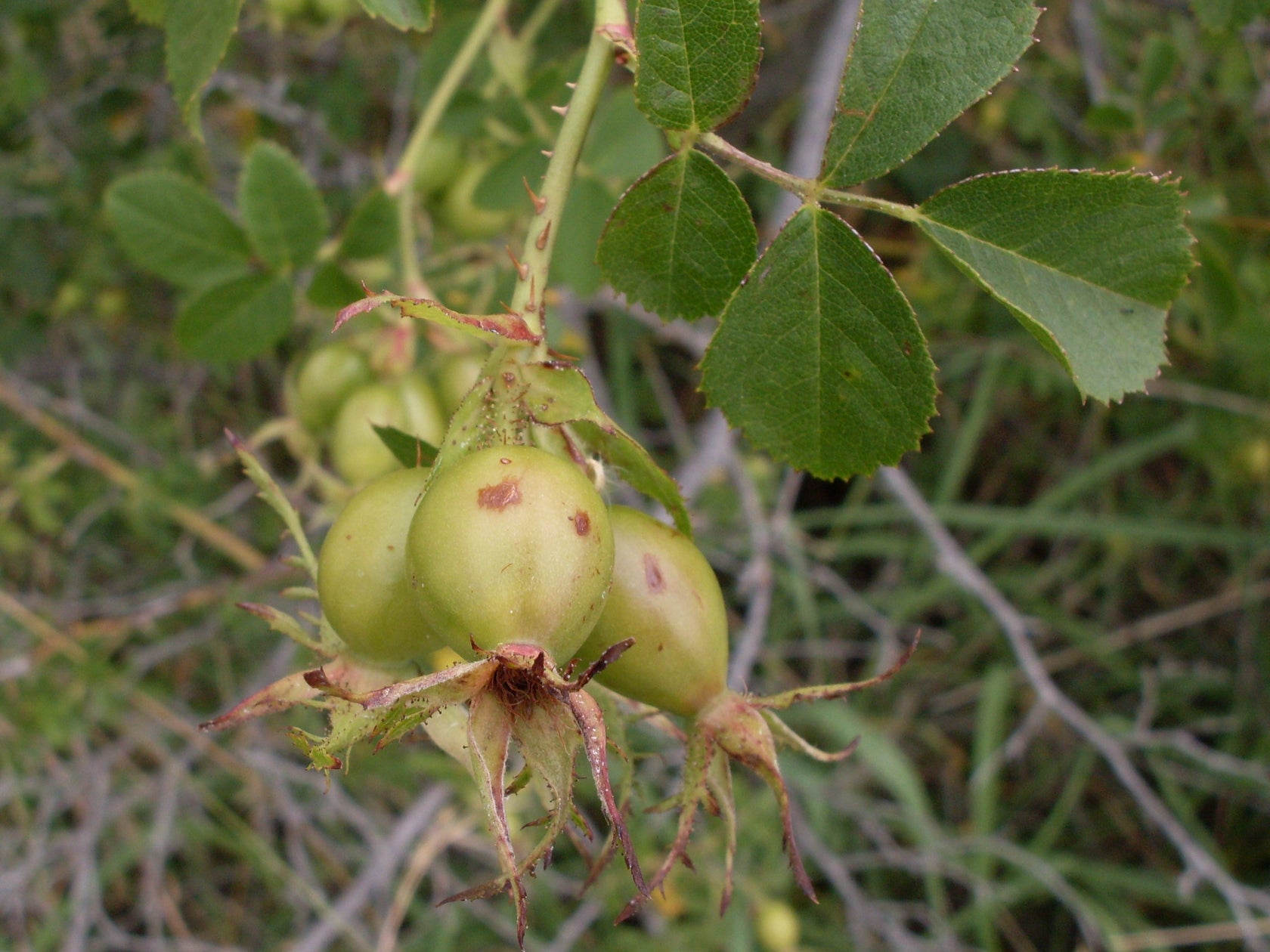 Sweetbriar Sweetbrier (Rosa eglanteria) – Sejahtera Seeds and Bulbs