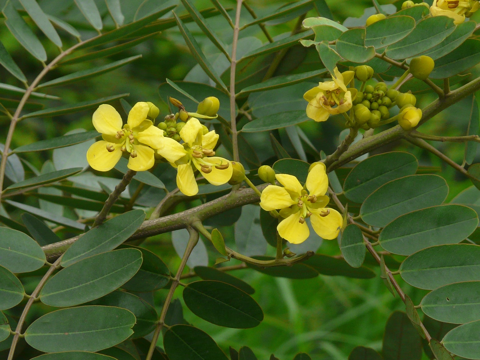 Kassod Tree Siamese Cassia (Senna siamea) – Sejahtera Seeds and Bulbs