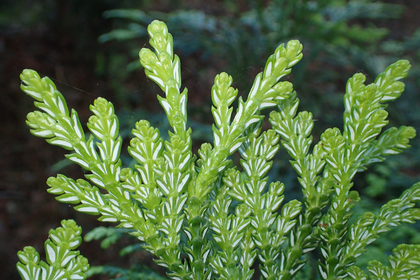 Asunaro Arborvirae Hiba Arborvitae (Thujopsis dolabrata) – Sejahtera ...