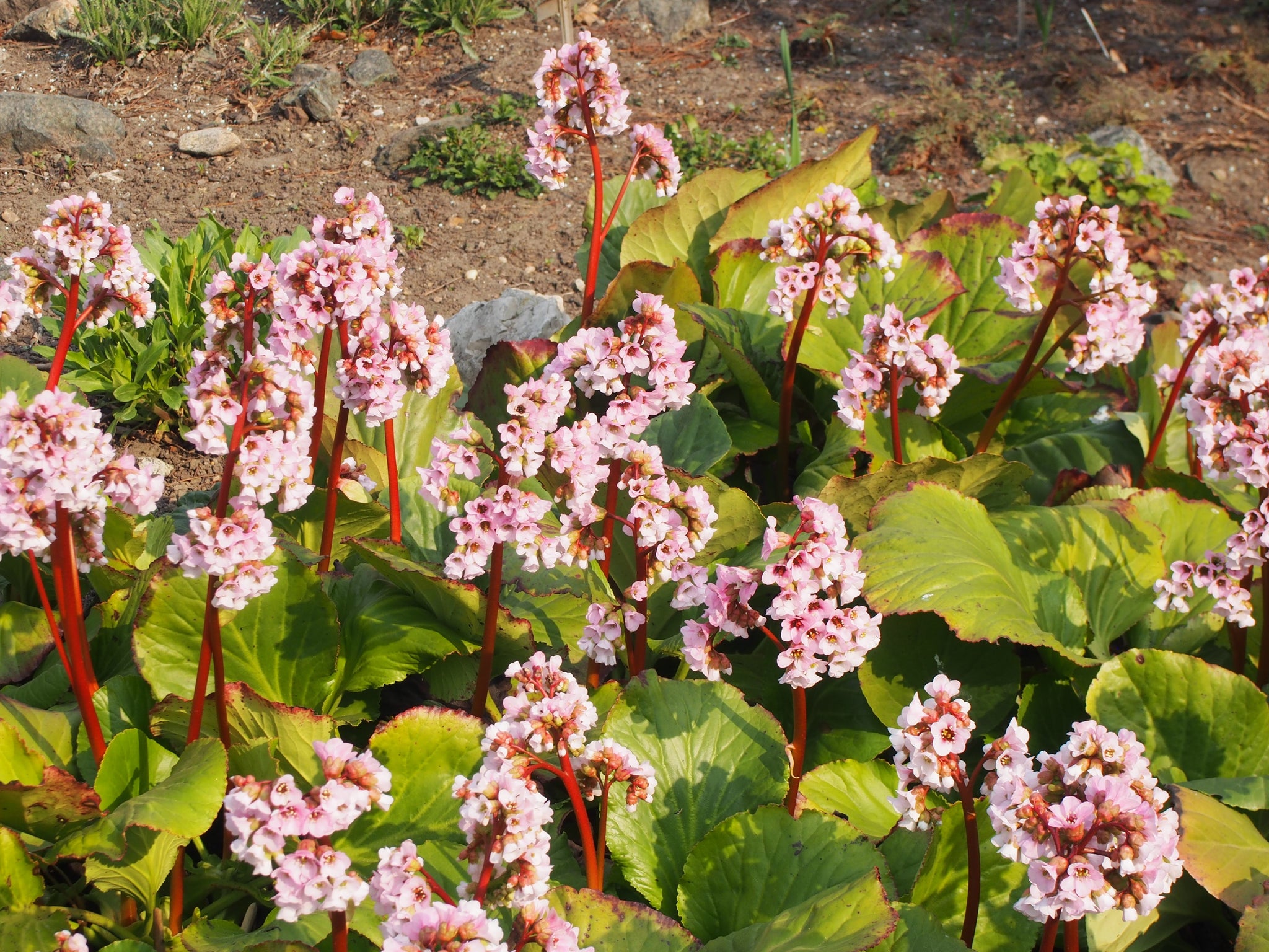 Russian Bergenia (Bergenia crassifolia var. pacifica) – Sejahtera Seeds ...